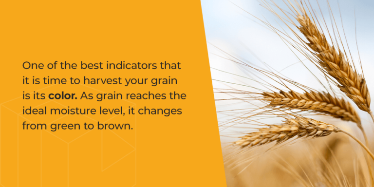 Grain Farming Process: From the Field to the Bin - LCDM