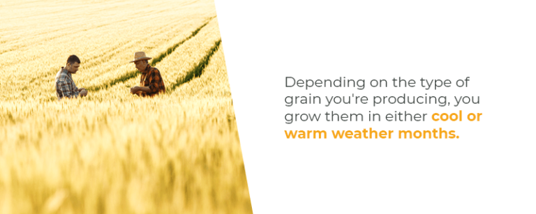 Grain Farming Process: From the Field to the Bin - LCDM